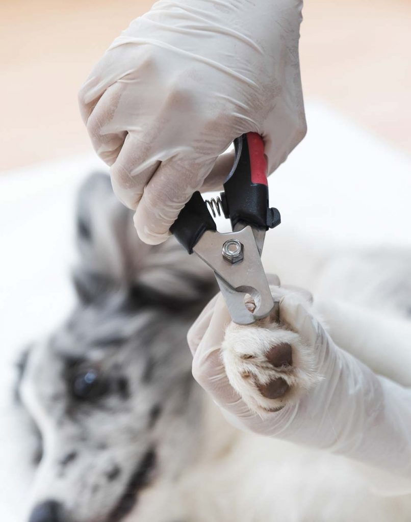 Pet Grooming | Full Service Groomer | Pet Safari Clearwater, FL