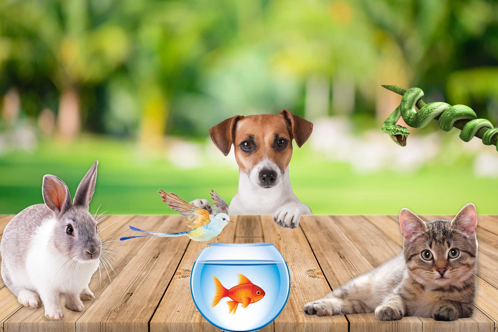 Pet Store & Pet Grooming | Pet Safari | Clearwater, Florida